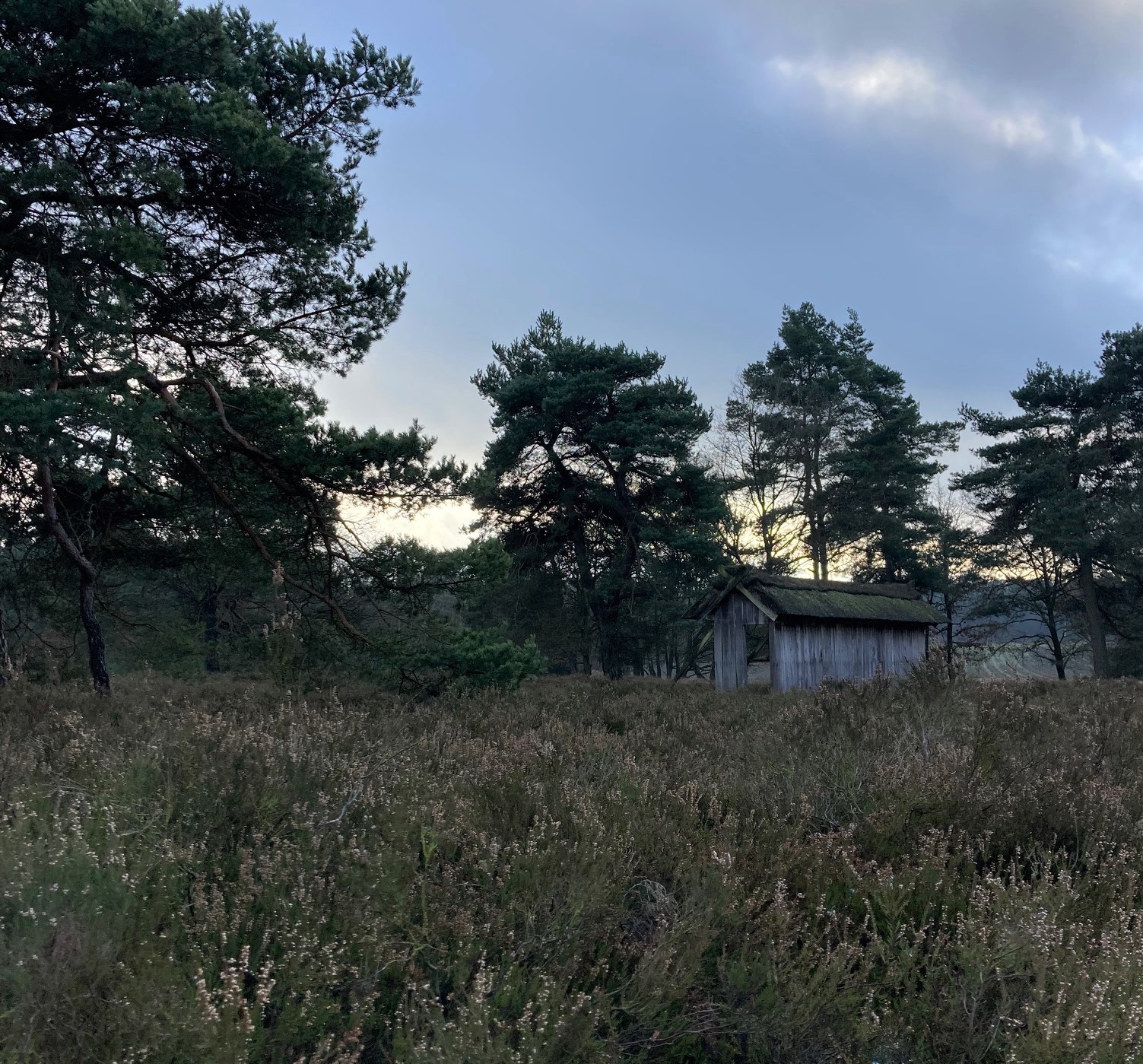 Se promener dans la Behringer Heide (Lüneburger Heide) | 3 kleine ...